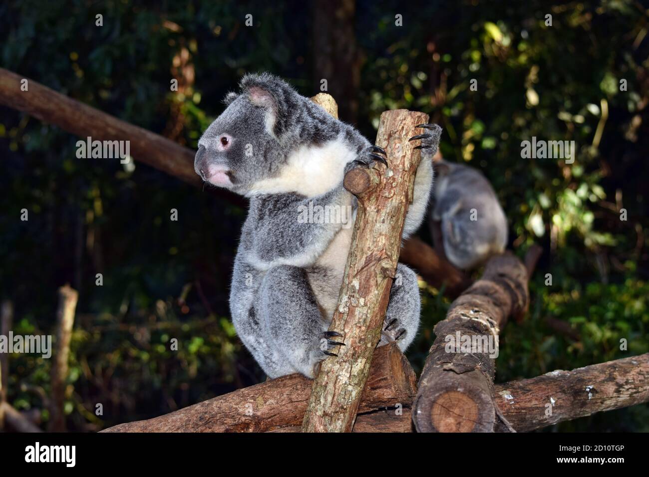 Koala on a tree branch eucalyptus in Australia Stock Photo - Alamy