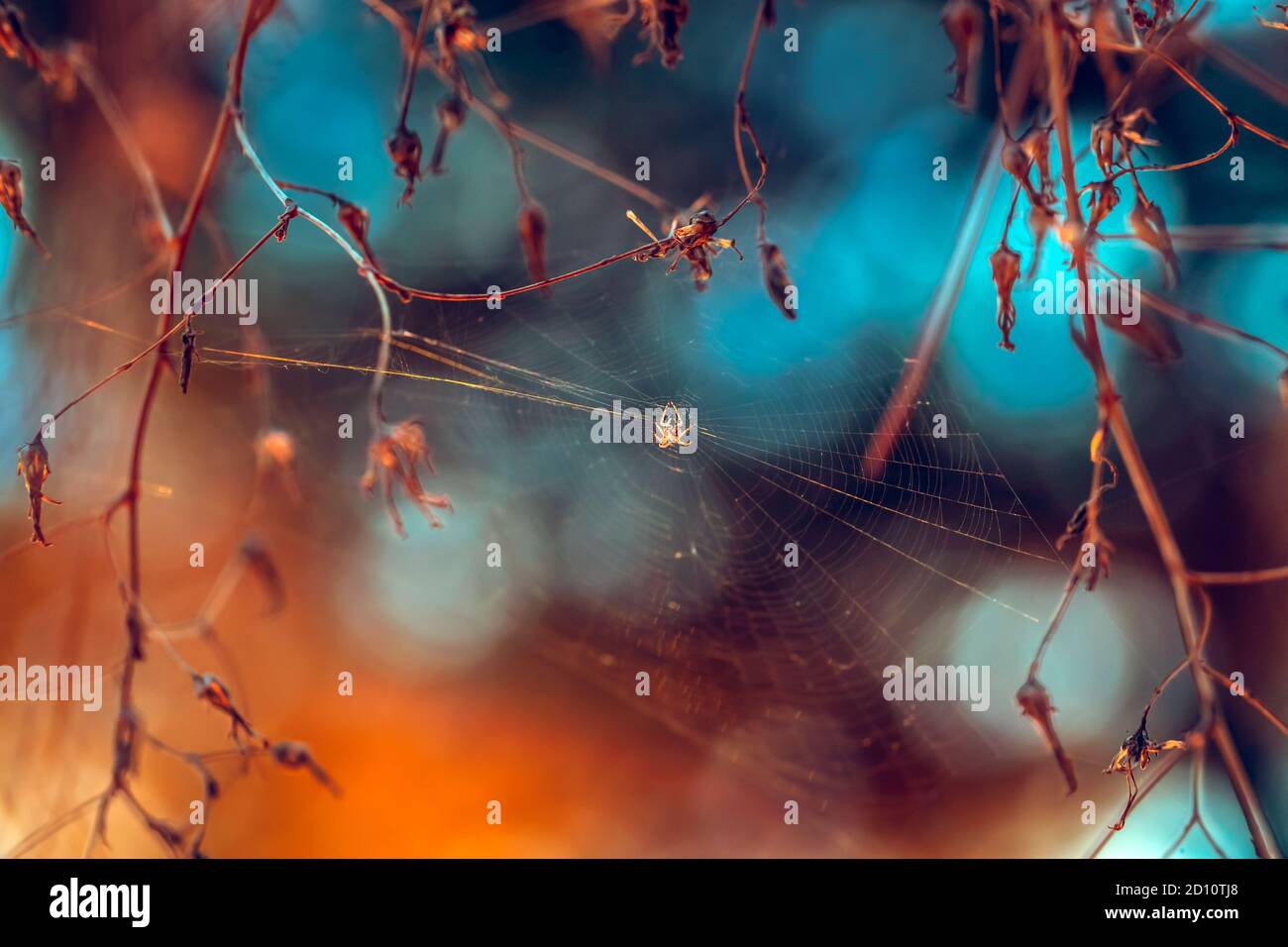 Beautiful Autumn Background. Little Spider Weaved a Web Between Tree ...