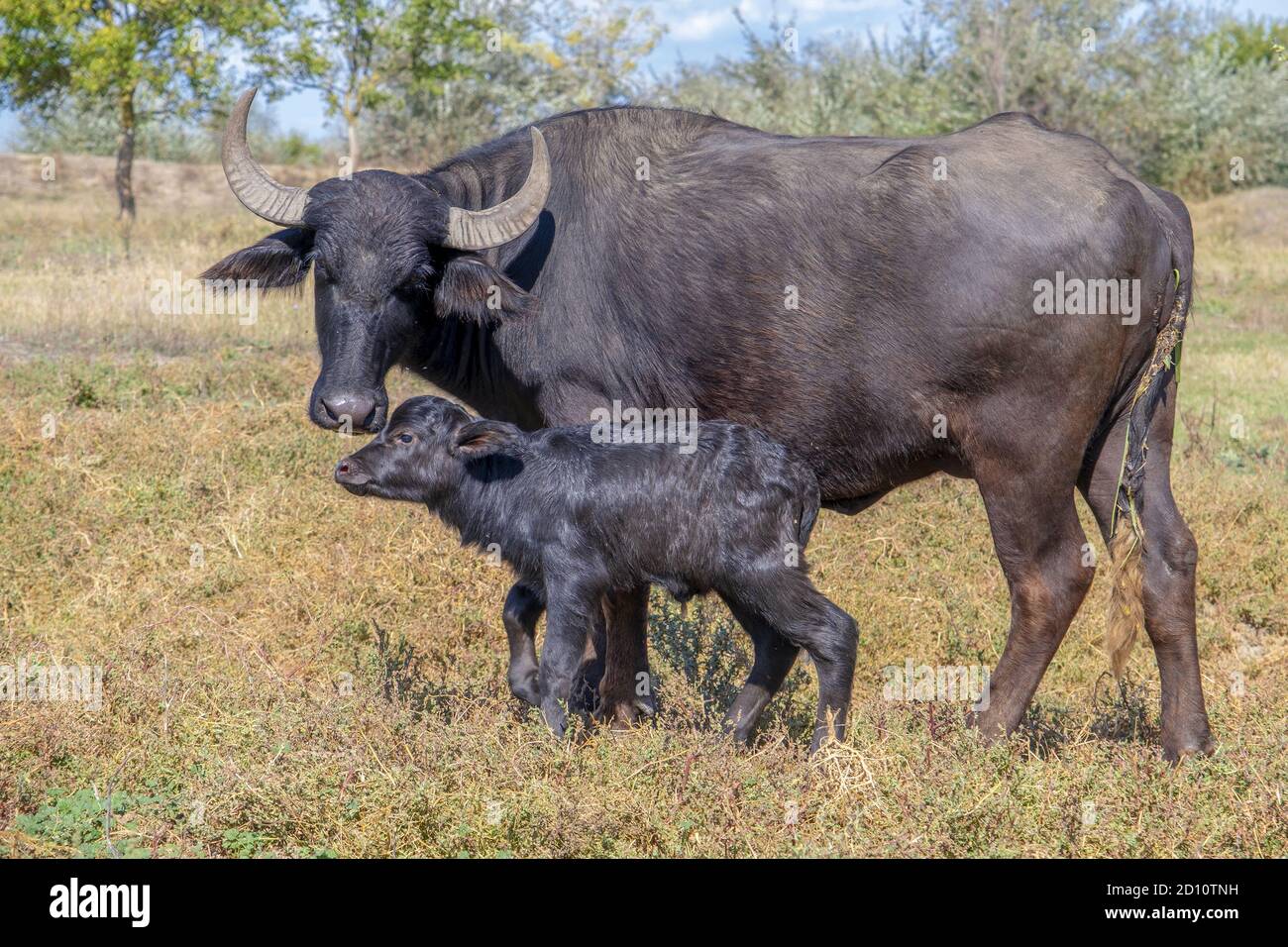 First day of life of a newborn calf Water Buffalo (Bubalis murrensis ...