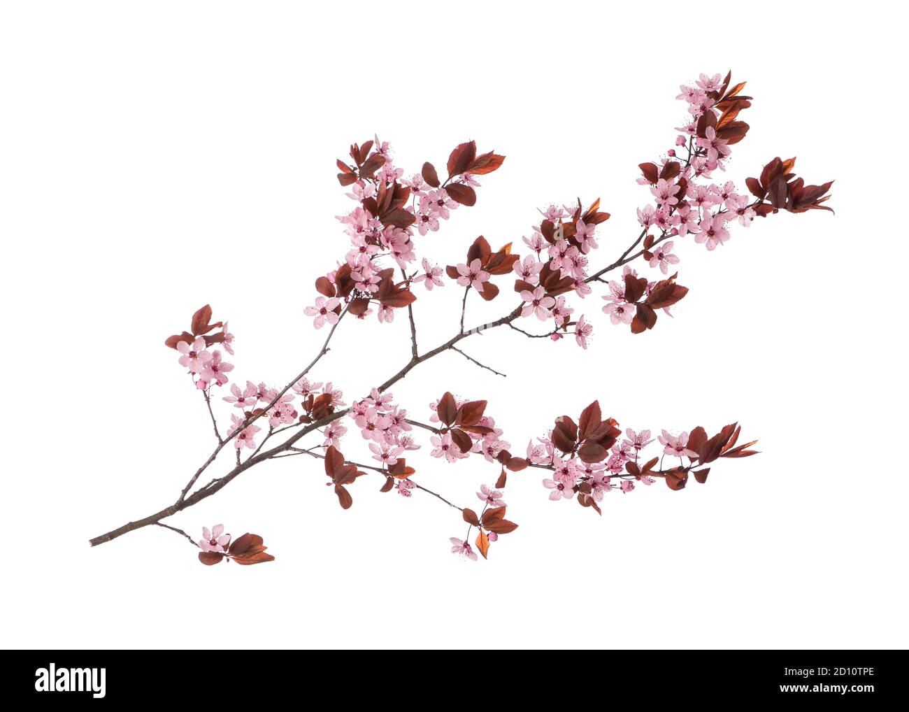 Spring tree branch with flowers on white Stock Photo - Alamy