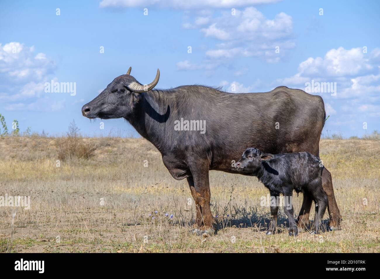 First day of life of a newborn calf Water Buffalo (Bubalis murrensis ...