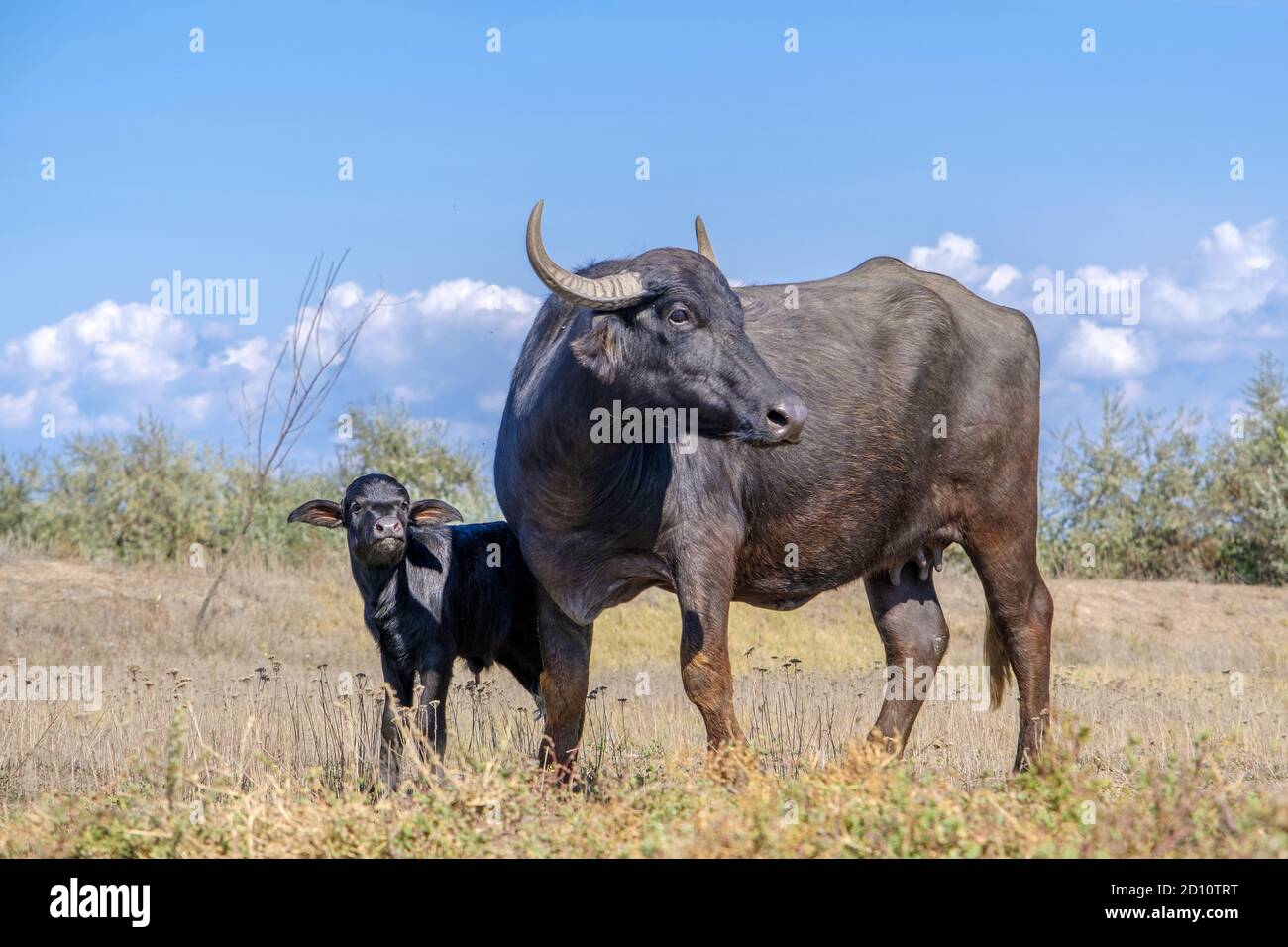 First day of life of a newborn calf Water Buffalo (Bubalis murrensis ...