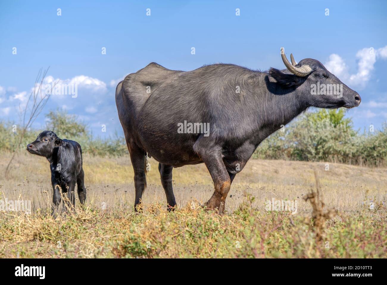 First day of life of a newborn calf Water Buffalo (Bubalis murrensis ...