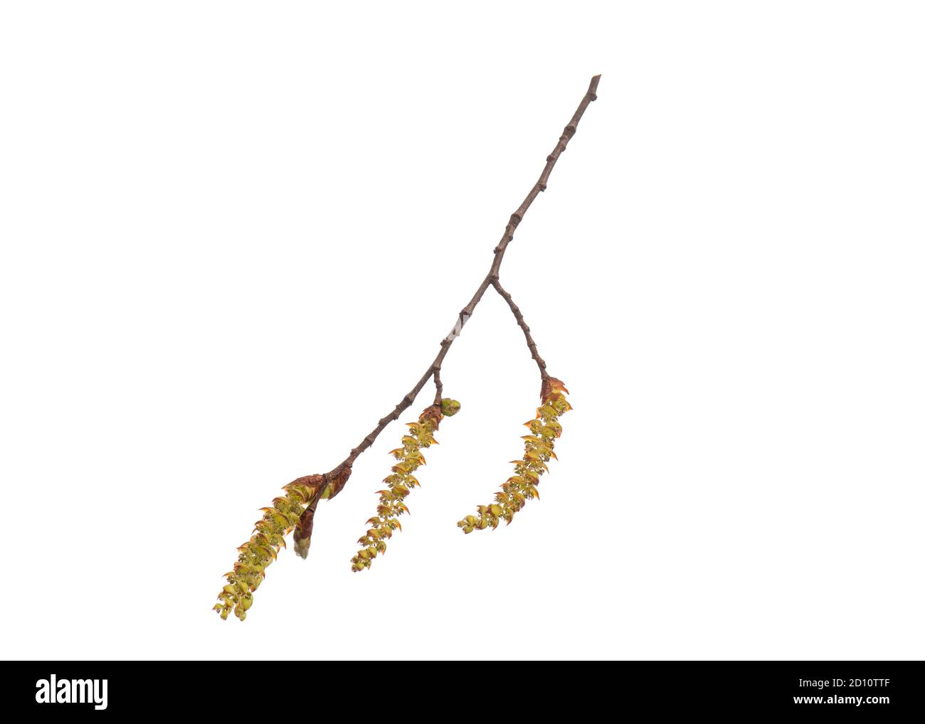 Spring tree branch with flowers on white Stock Photo - Alamy