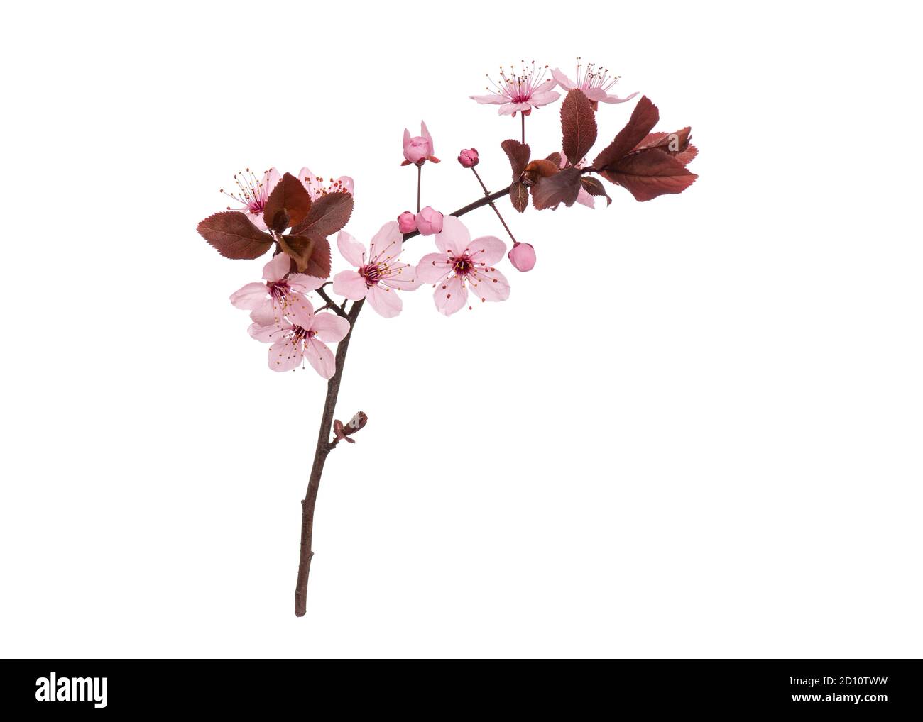 Spring tree branch with flowers on white Stock Photo - Alamy