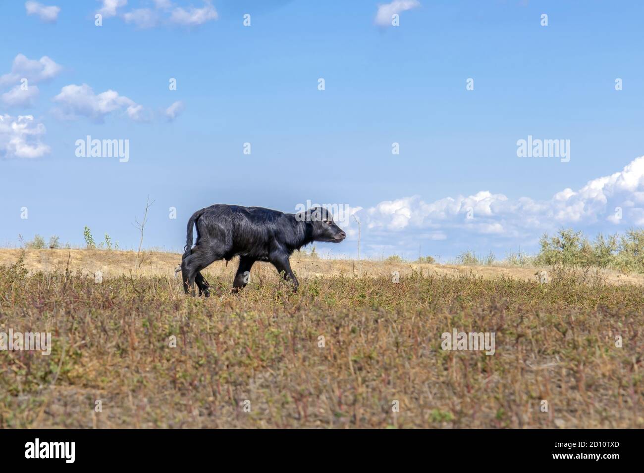 First day of life of a newborn calf Water Buffalo (Bubalis murrensis ...