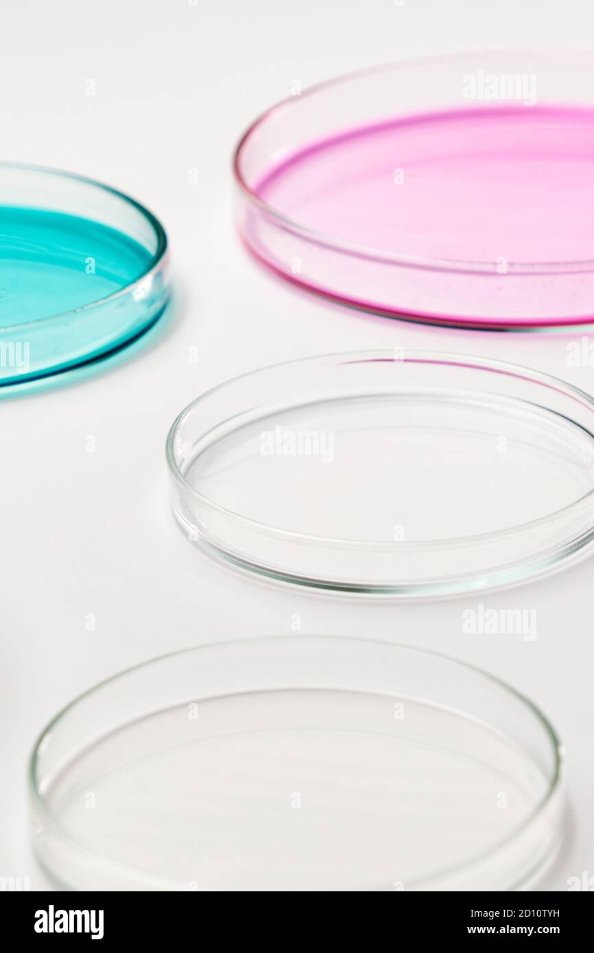 Pink, blue and transparent agar media in Petri dishes for grafting ...