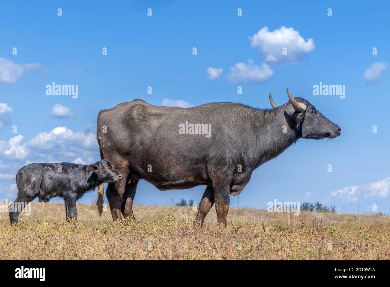 Water buffalo bubalis murrensis hi-res stock photography and images - Alamy