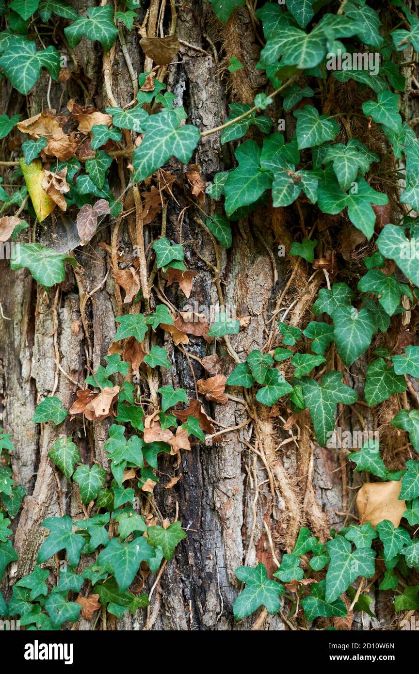 Tree vine texture hi-res stock photography and images - Alamy