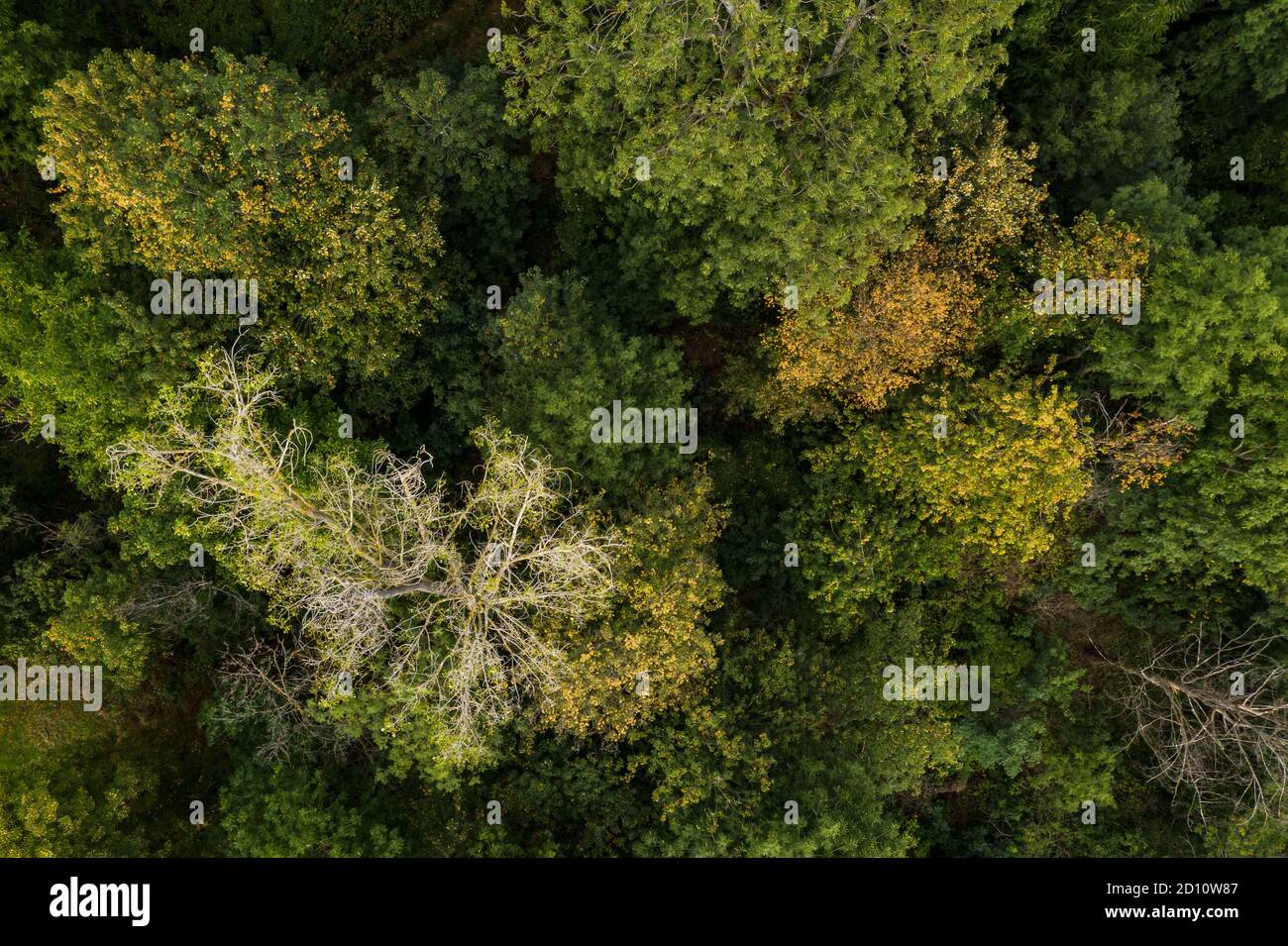 The mixed forest in Germany is severely stressed by the persistent ...