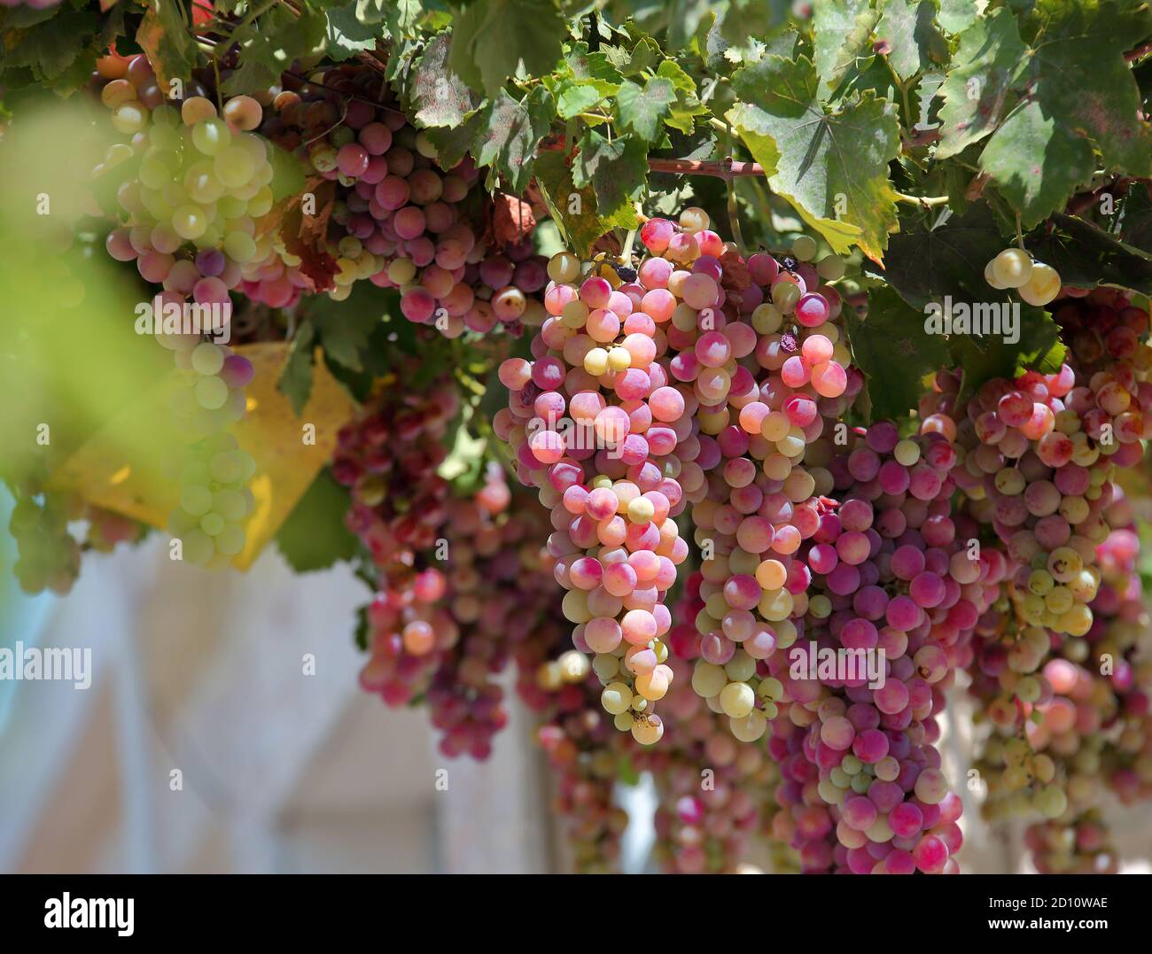 Pink grapes hi-res stock photography and images - Alamy