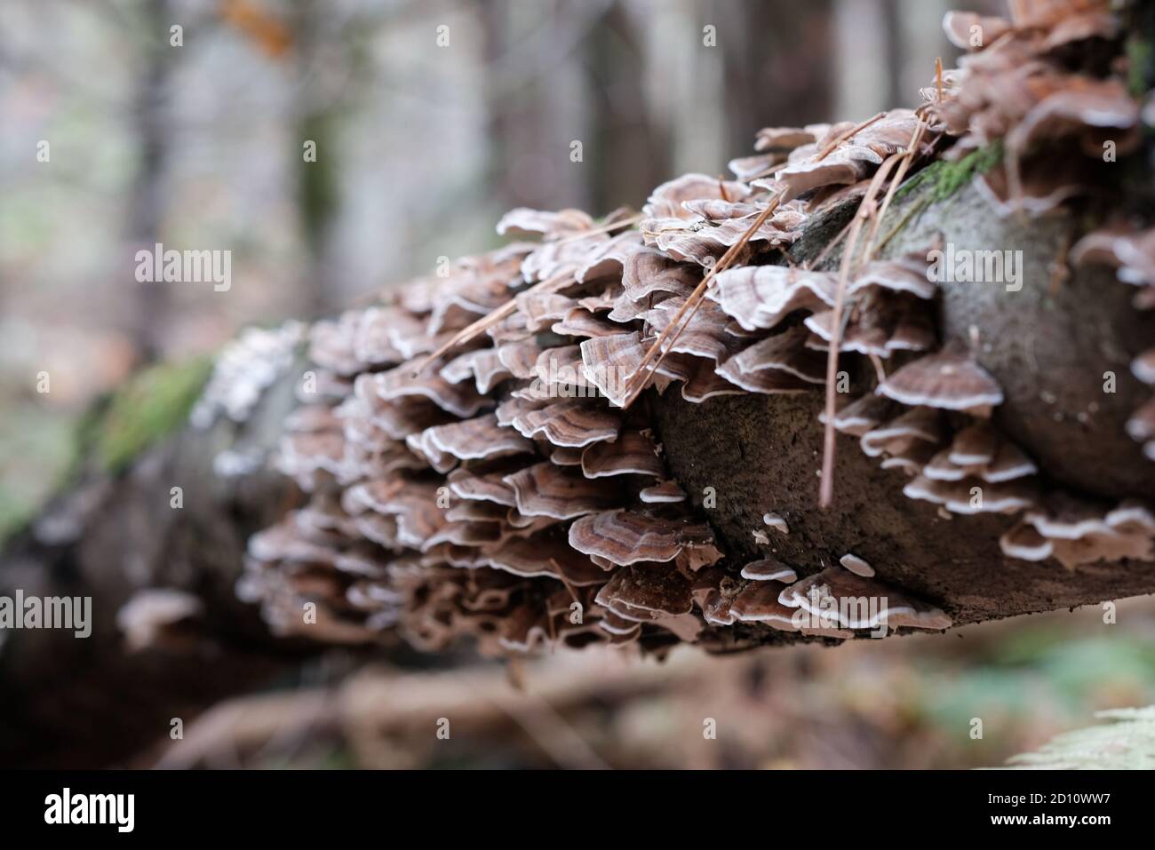 Bracket fungi shelf fungi fungi hi-res stock photography and images - Alamy