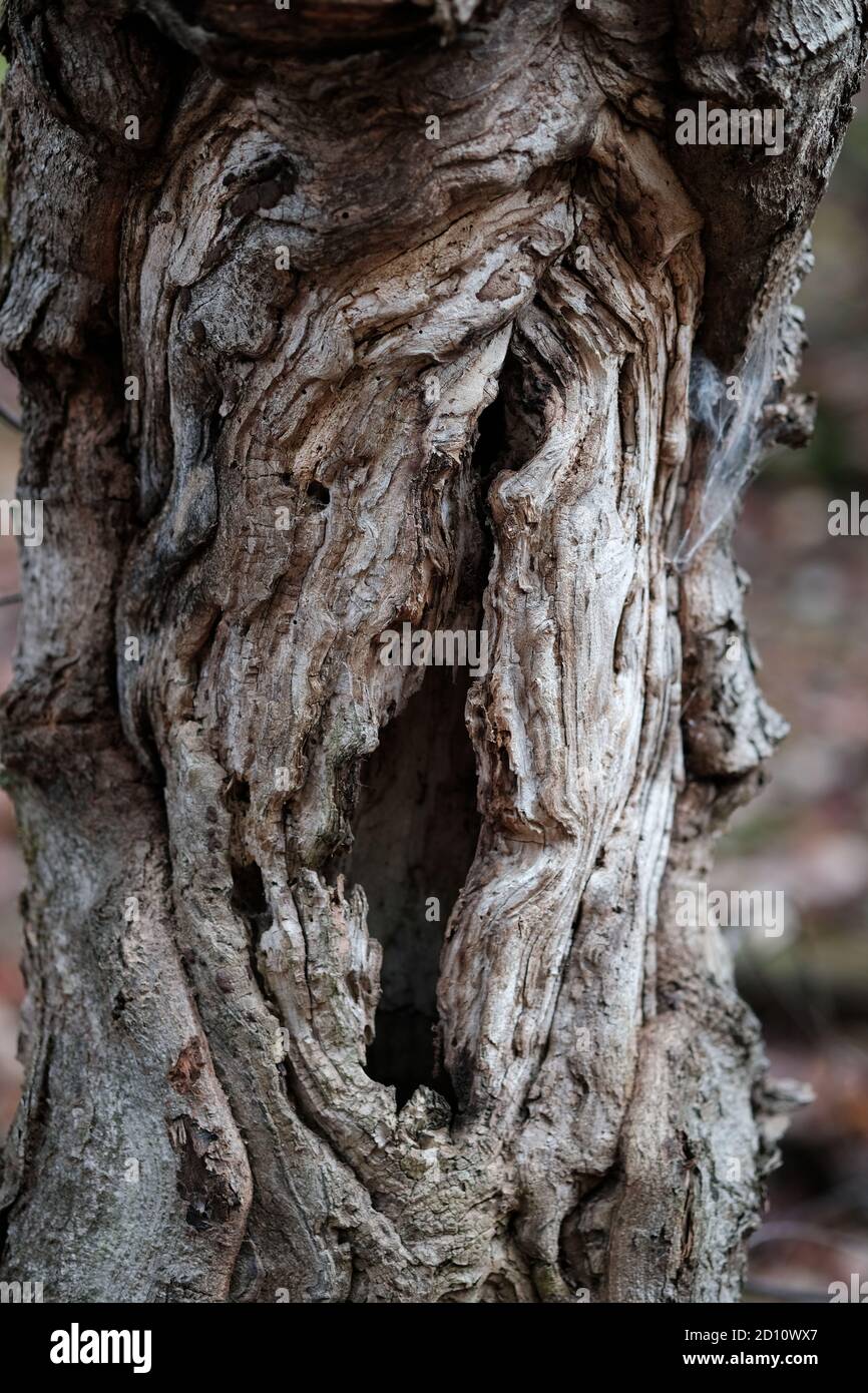 Gnarled tree trunk looking like a scary face from a horror movie ...