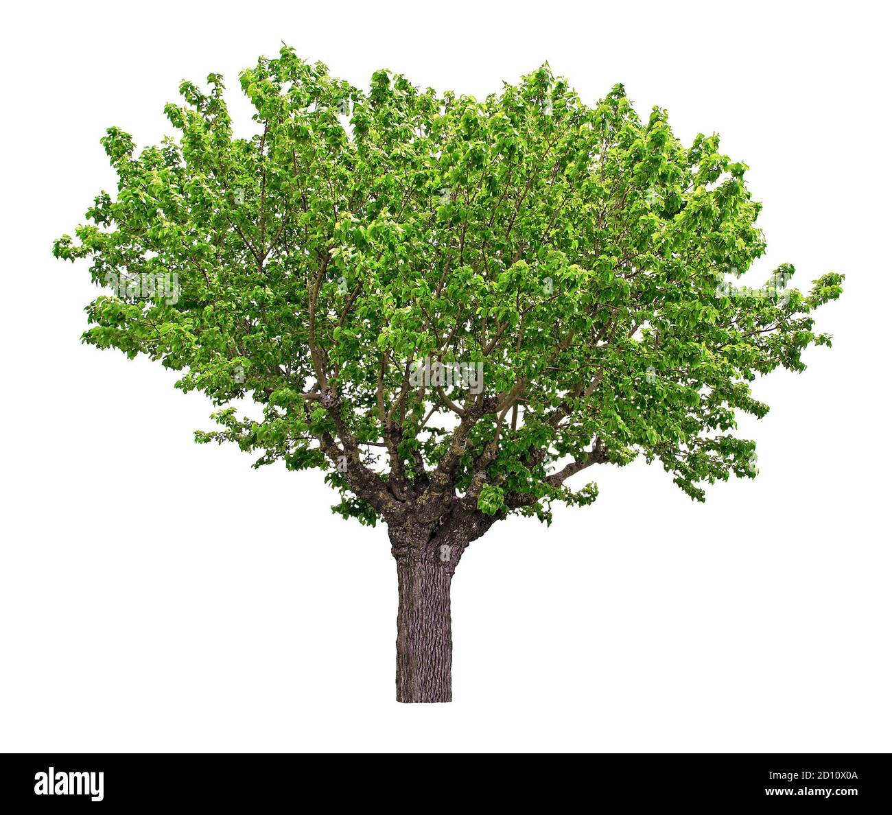 White mulberry tree hi-res stock photography and images - Alamy