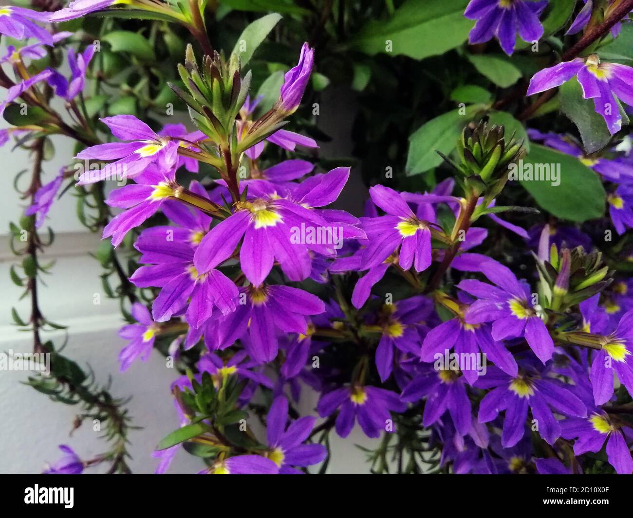 Fairy fan flower hi-res stock photography and images - Alamy