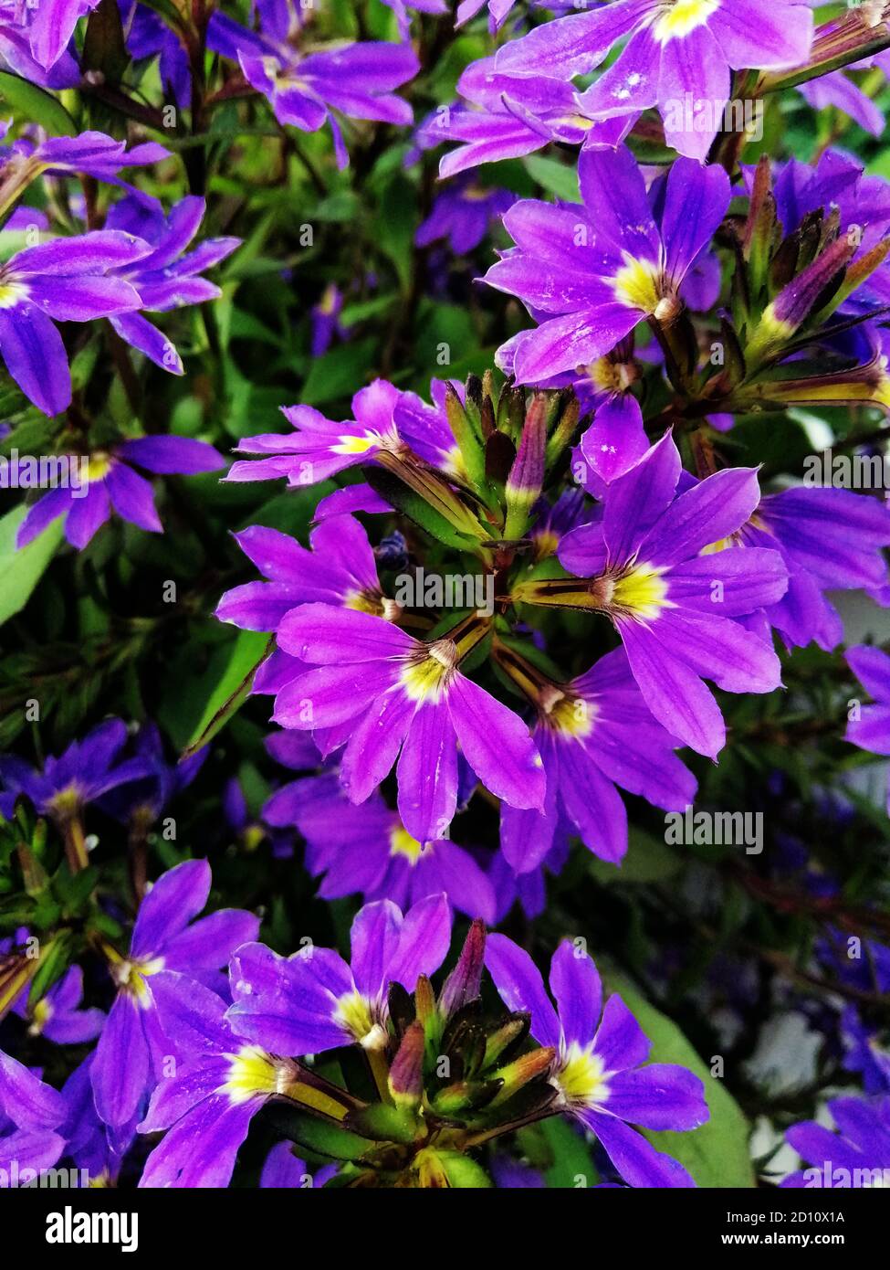 Fairy fan flower hi-res stock photography and images - Alamy