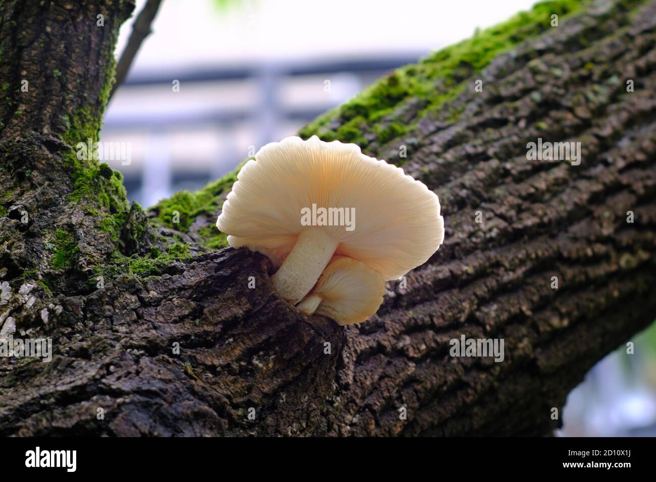 Elm oyster mushrooms (Hypsizygus ulmarius) growing from dead branch ...