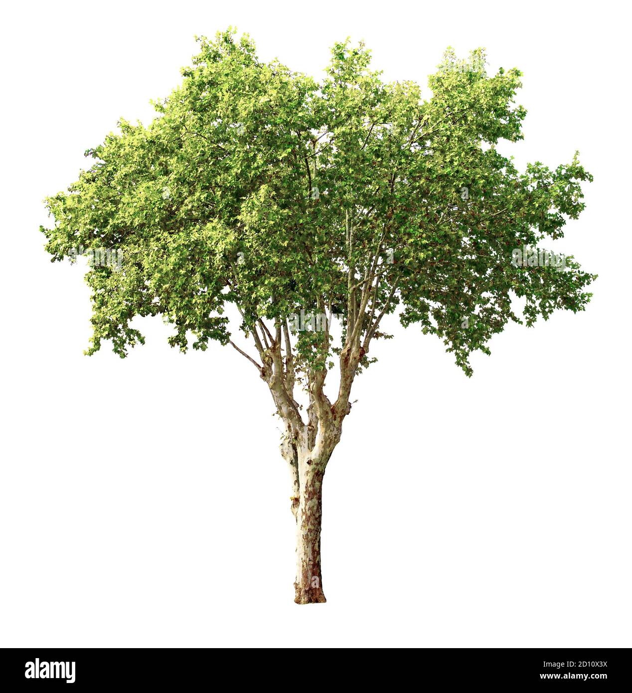 Platanus bark Cut Out Stock Images & Pictures - Alamy