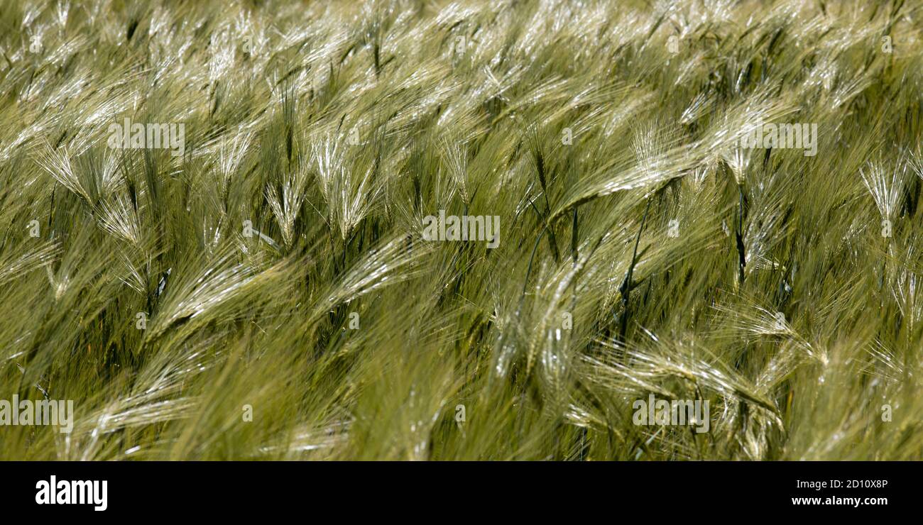 Barley seed head hi-res stock photography and images - Alamy