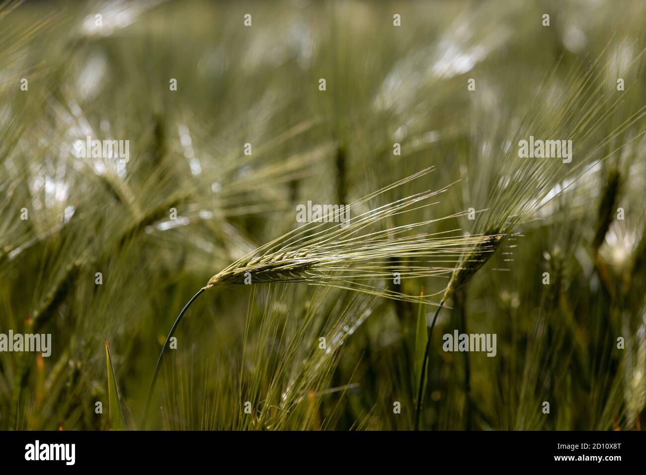 Barley detail hi-res stock photography and images - Alamy
