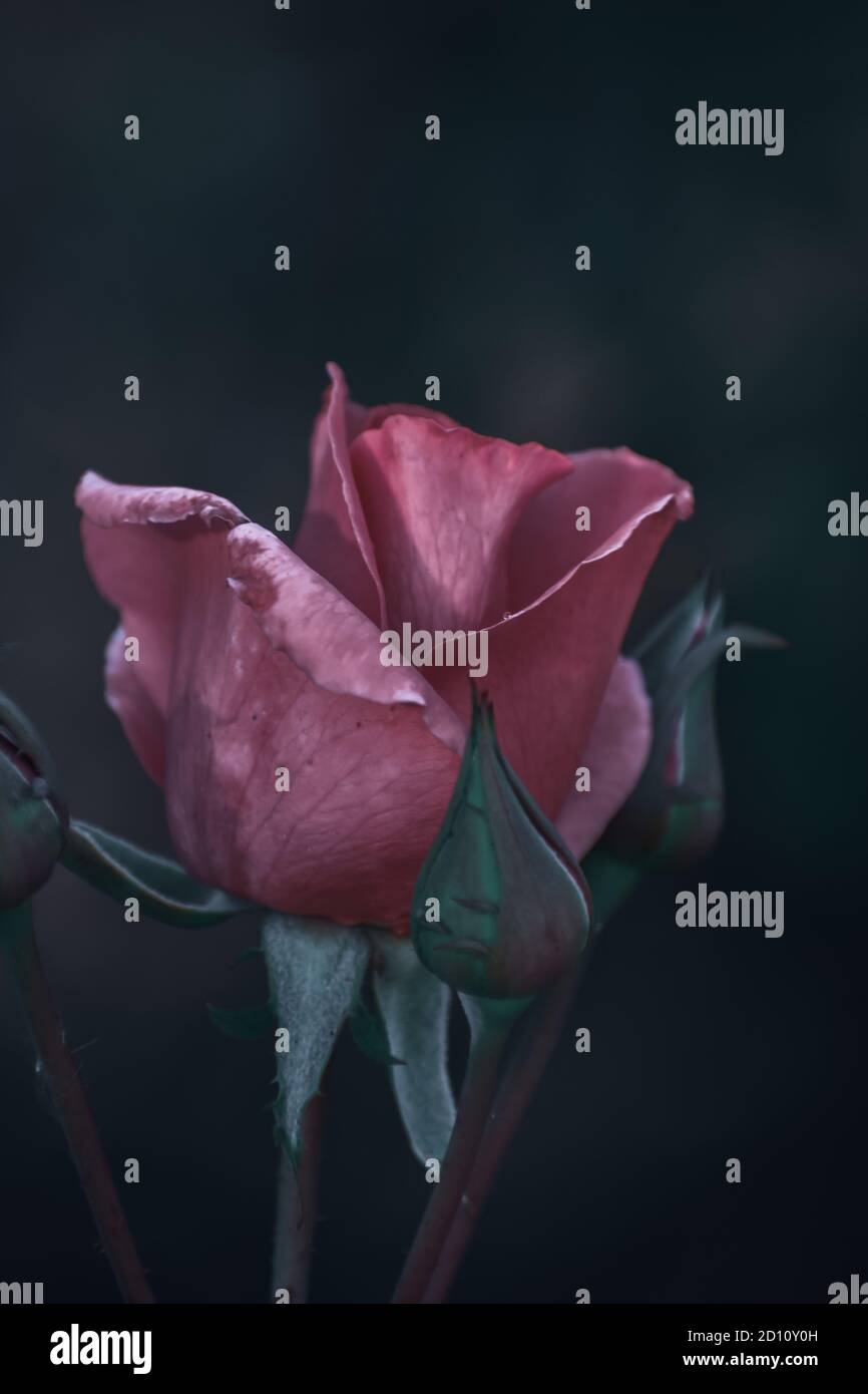 Selective focus shot of pink rose in the garden Stock Photo - Alamy