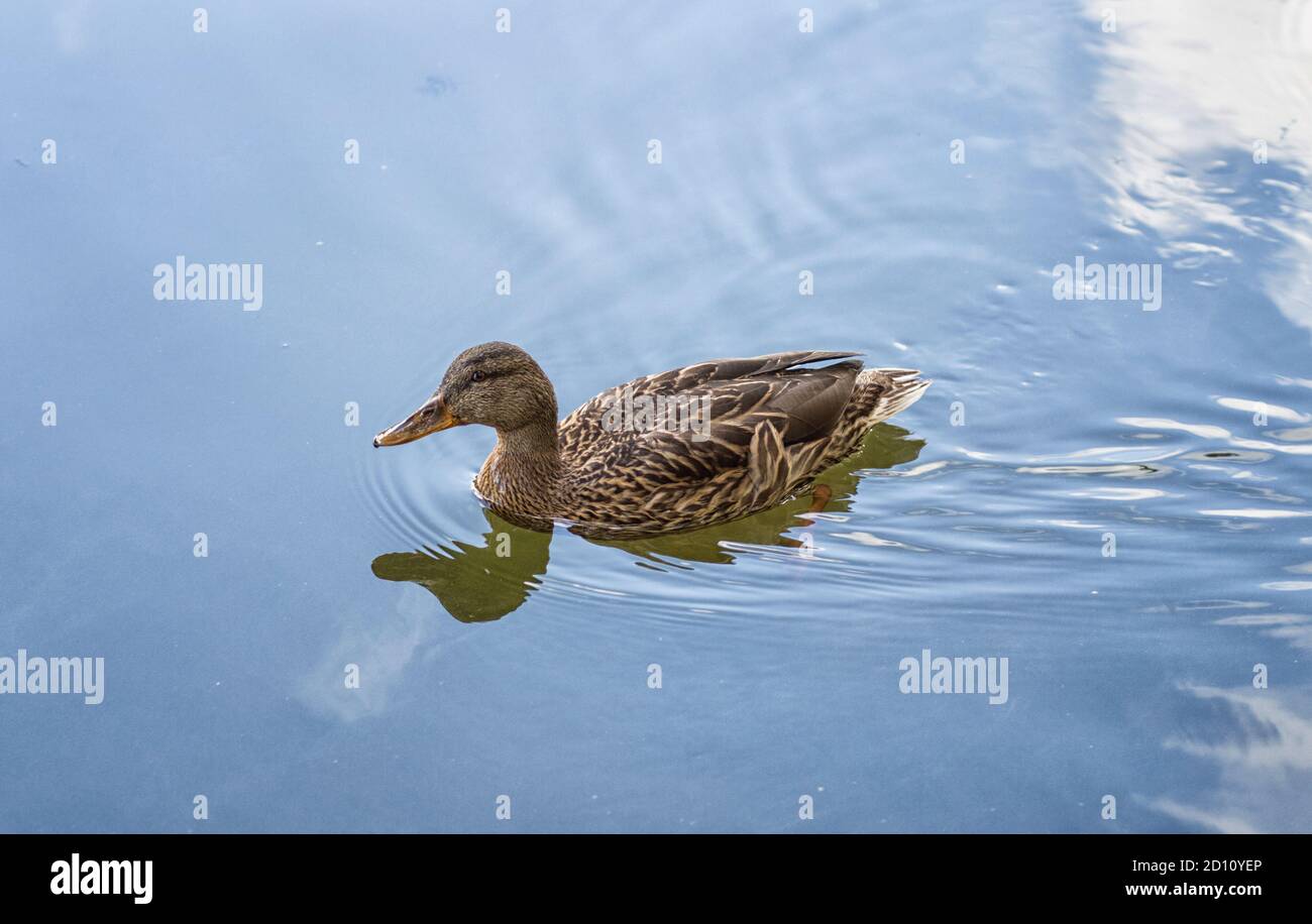 female duck swims in the lake Stock Photo - Alamy