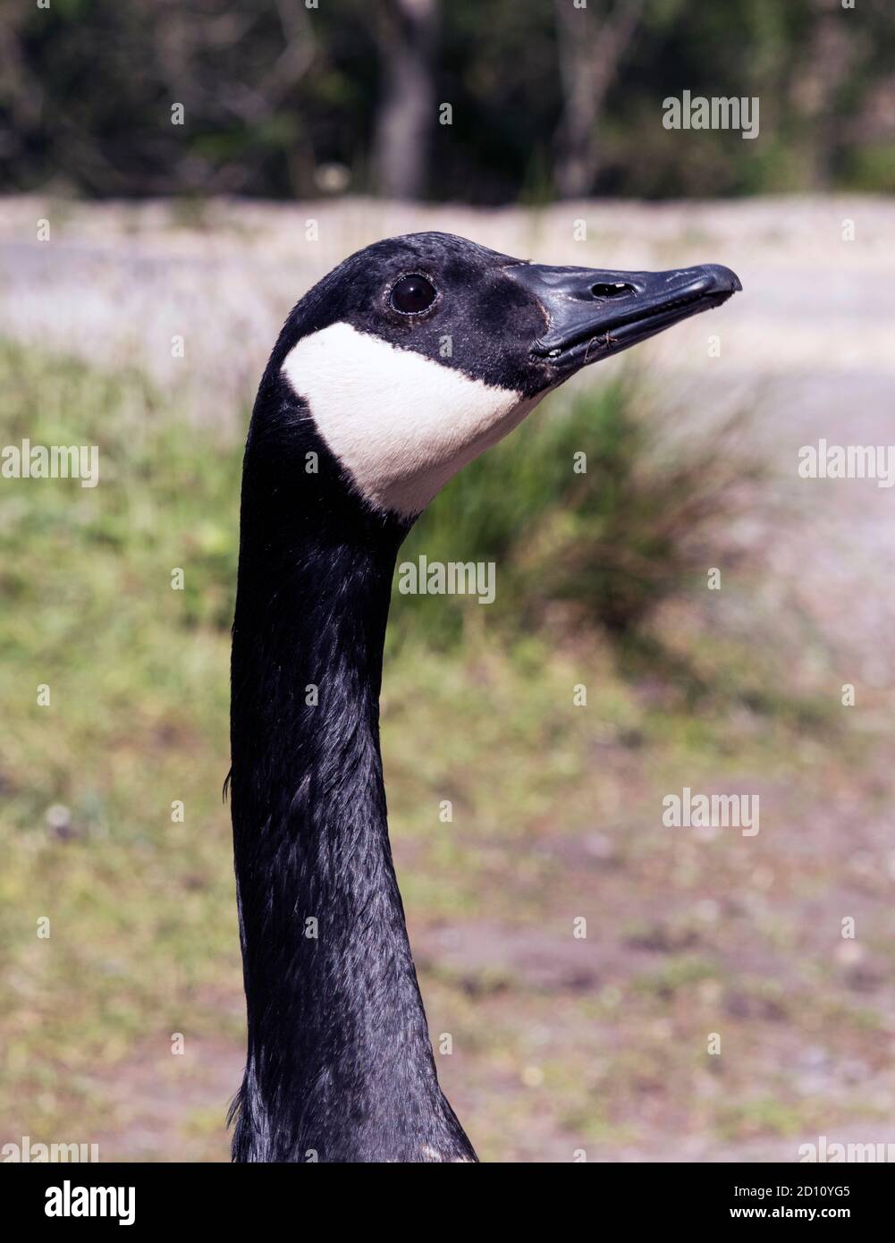 Greater canadian goose hi-res stock photography and images - Alamy