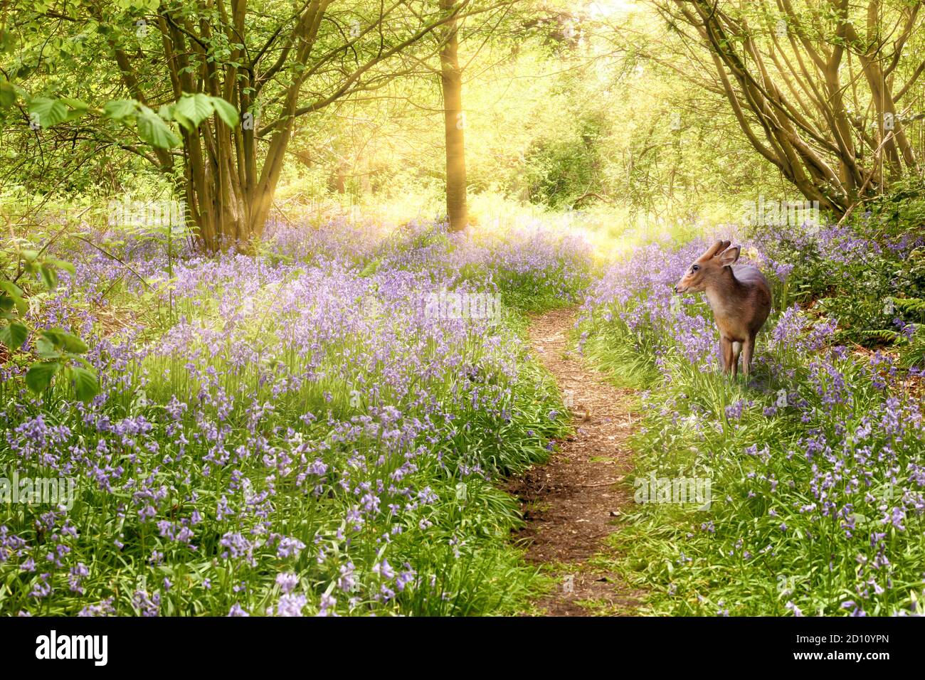 Morning Forest Flower