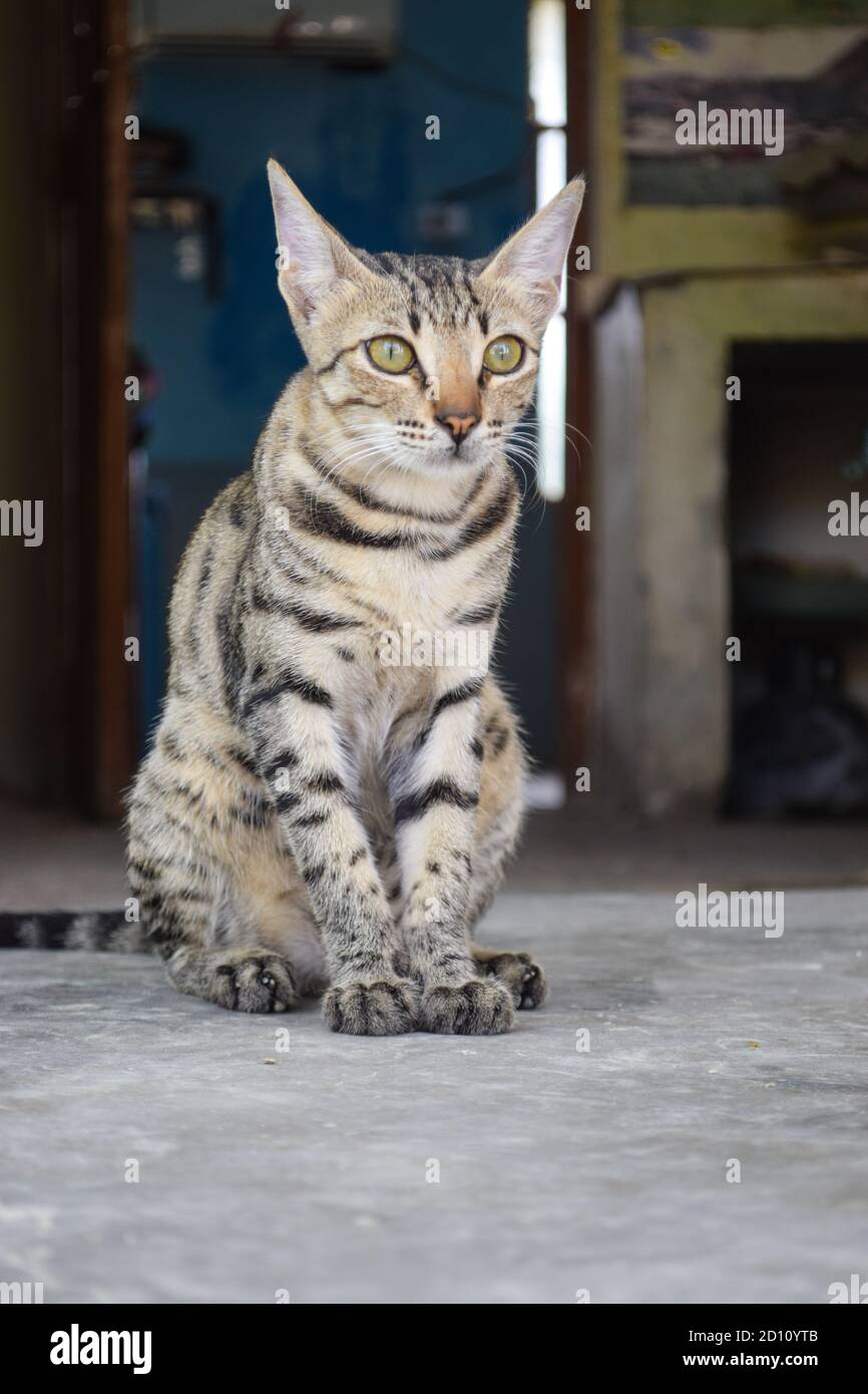 Black Big Young Cat Looking, Kitten Pet Close up Domestic Animal ...