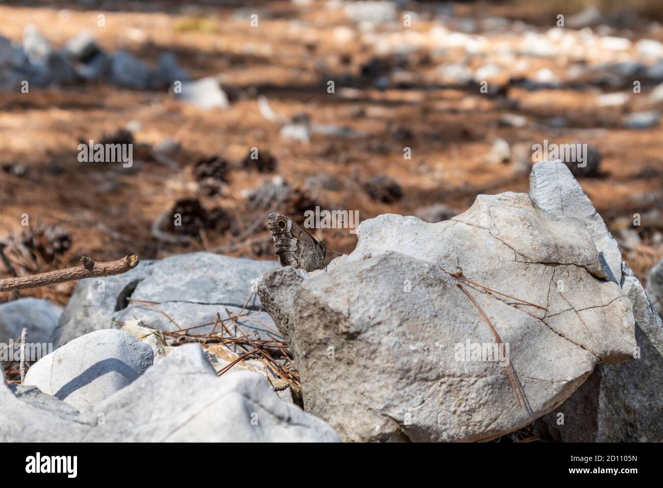 Beautiful butterfly standing on the stone lying on the forest floor ...