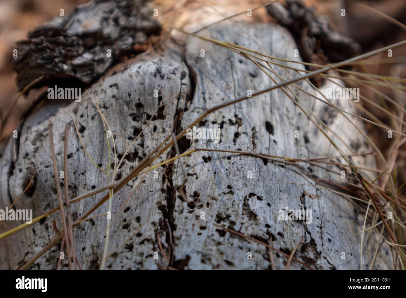 Dead tree eaten by termites lying in the tall grass Stock Photo - Alamy