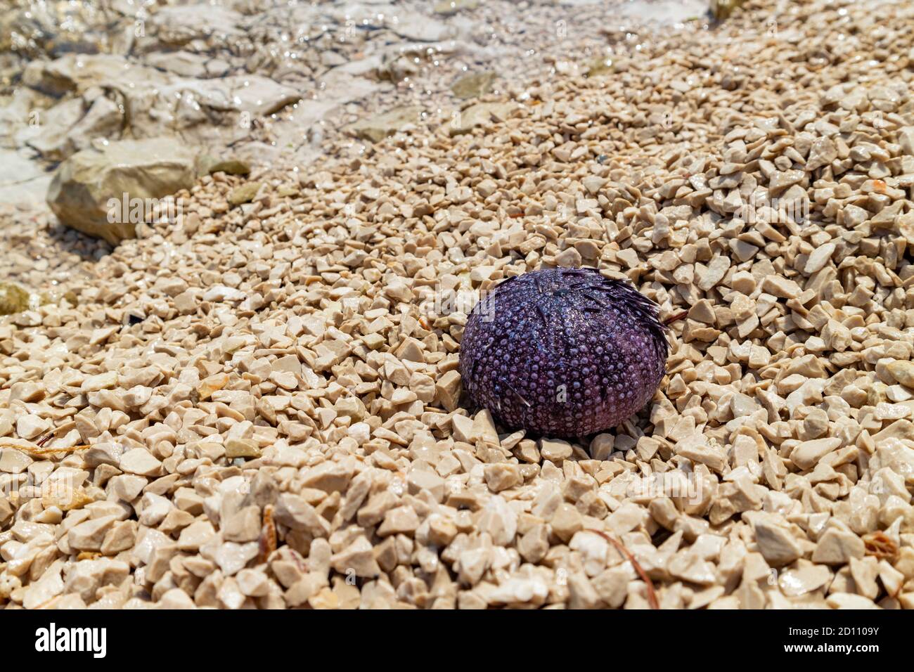 Dead sea urchin washed on the pebble beach, splashed by gentle waves of ...