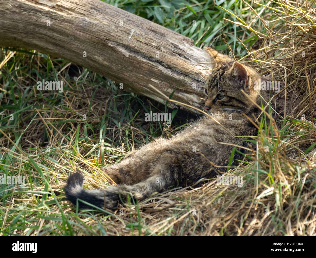 Young Scottish Wildcat Kitten Stock Photo - Alamy