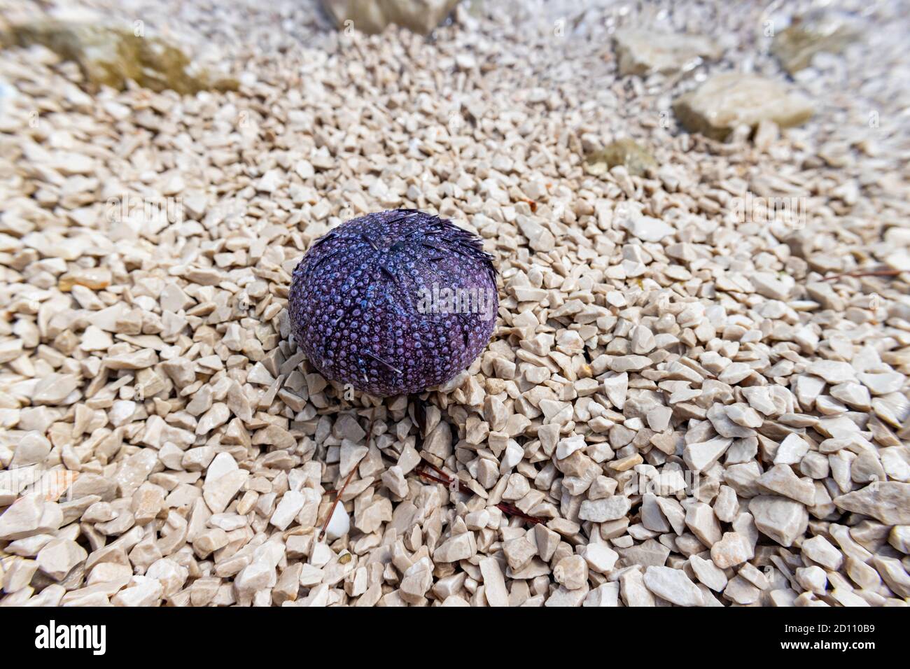 Dead sea urchin washed on the pebble beach, splashed by gentle waves of ...