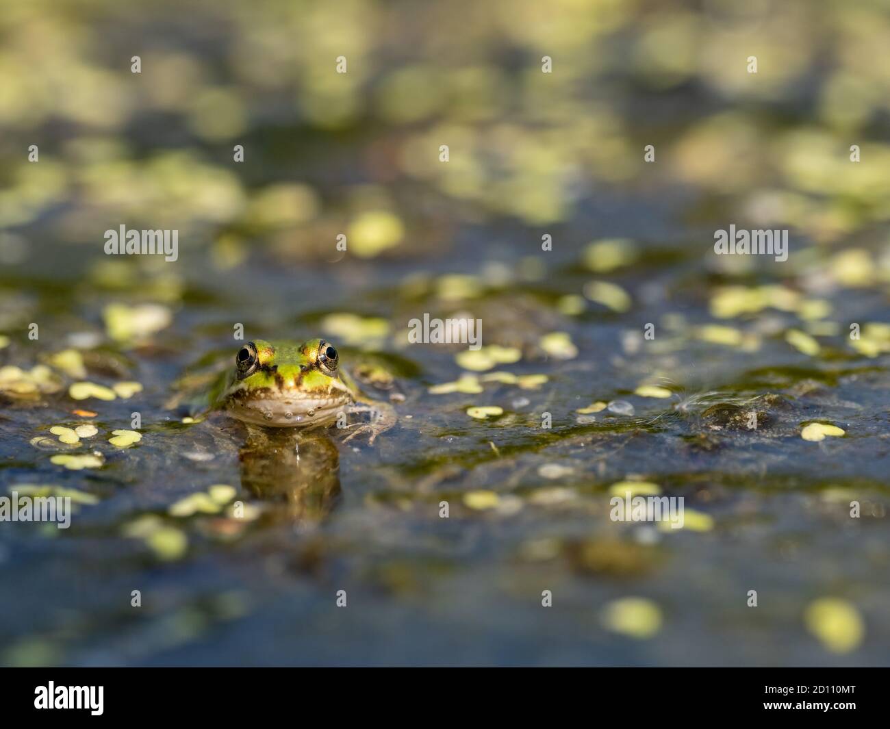 Baby marsh frog hi-res stock photography and images - Alamy