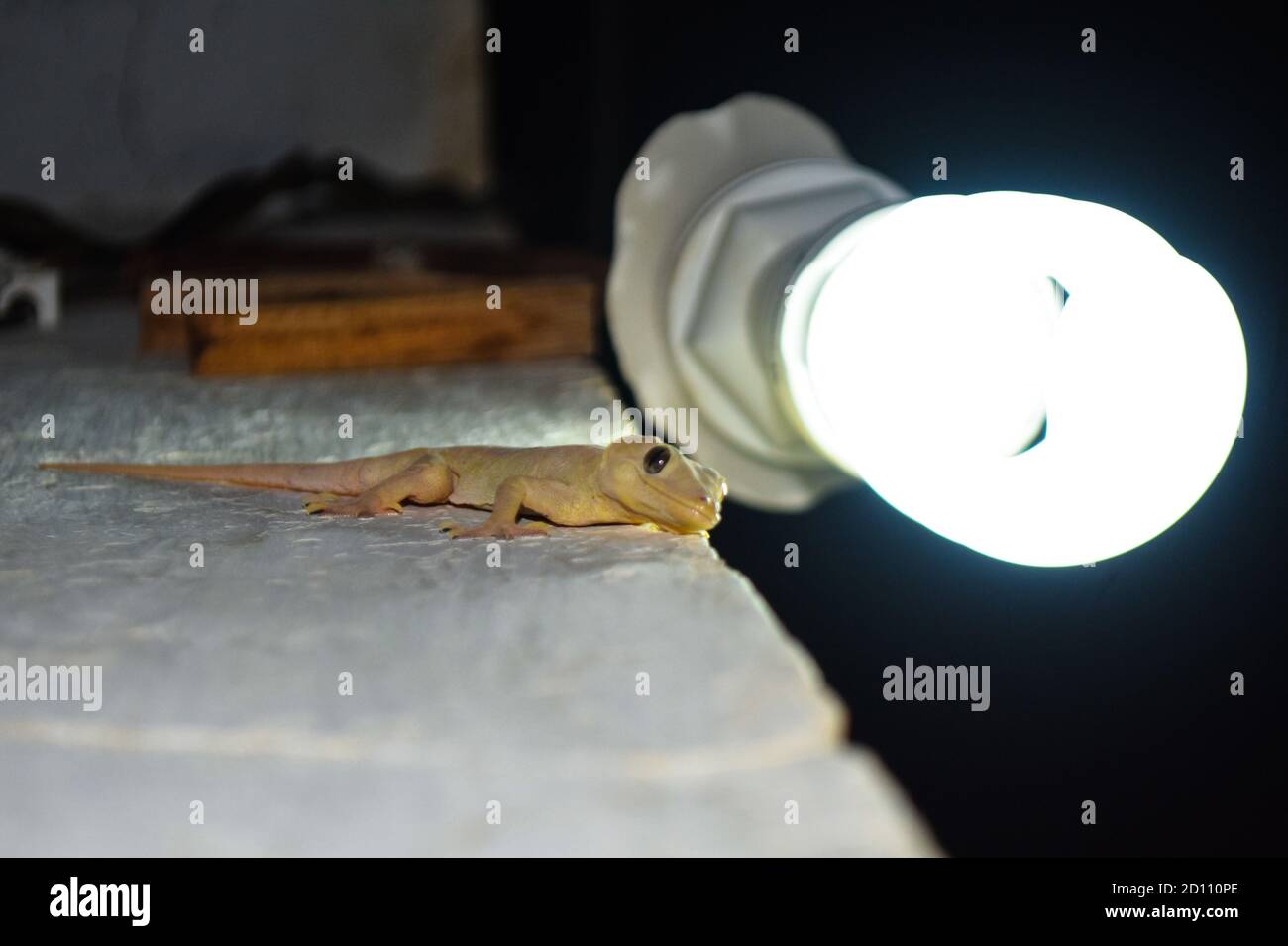 Common House Lizard On Wall Near Light, Close Up Animal Reptile Dragon ...