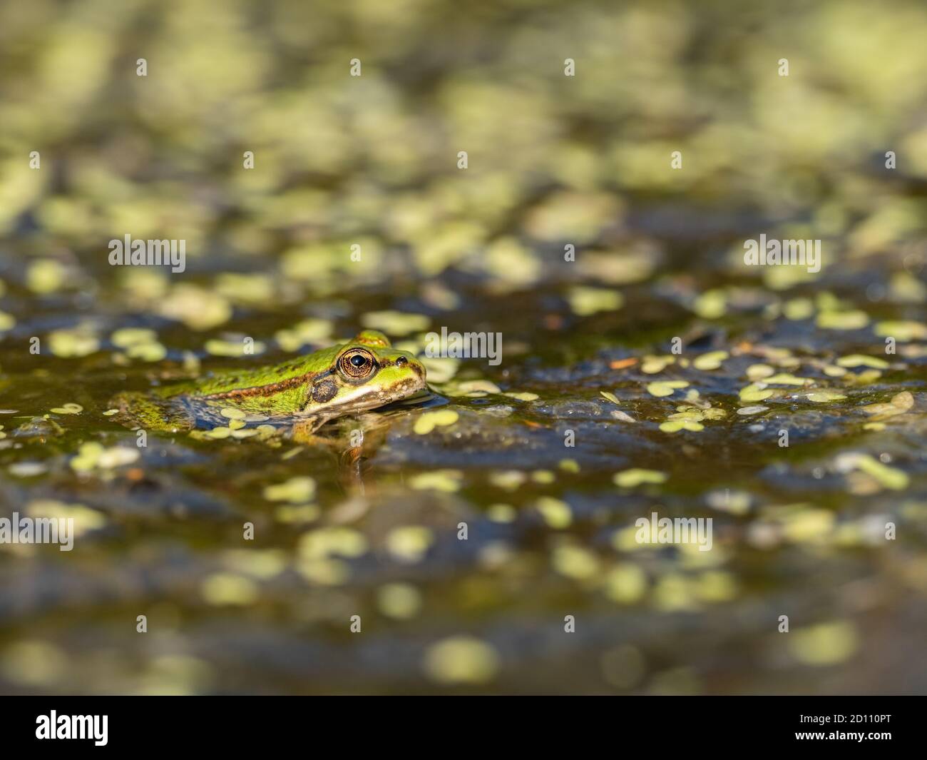 Baby marsh frog hi-res stock photography and images - Alamy