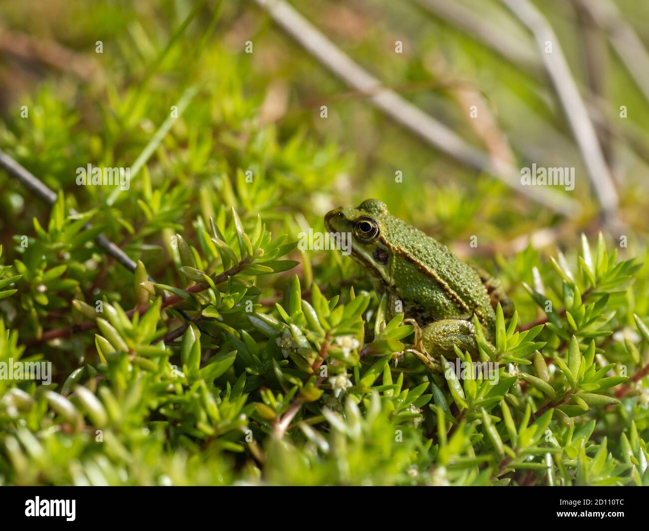 Baby marsh frog hi-res stock photography and images - Alamy