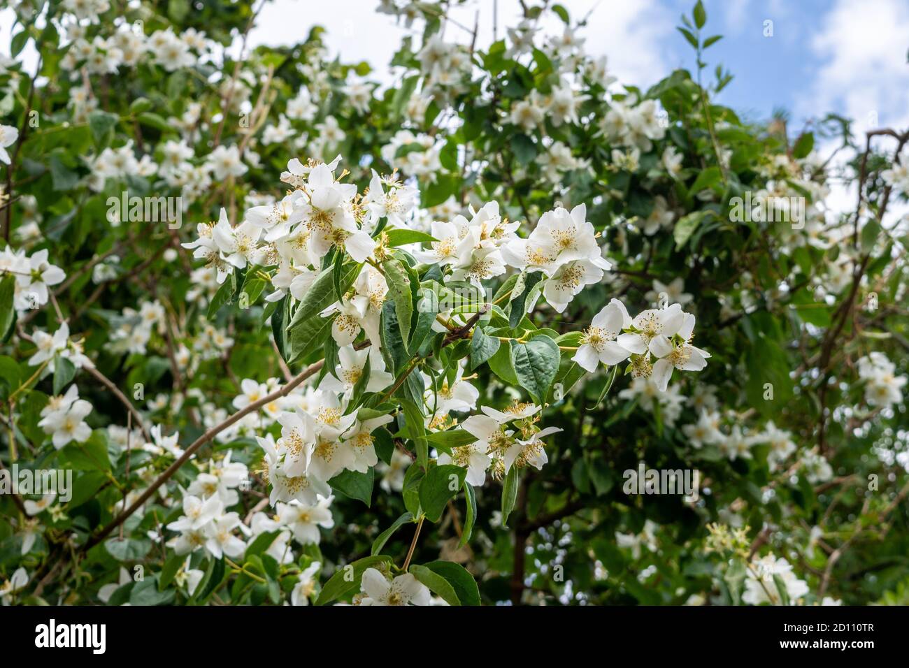 The white flowers of a Philadelphus, aka Mock Orange bush, mixed with ...