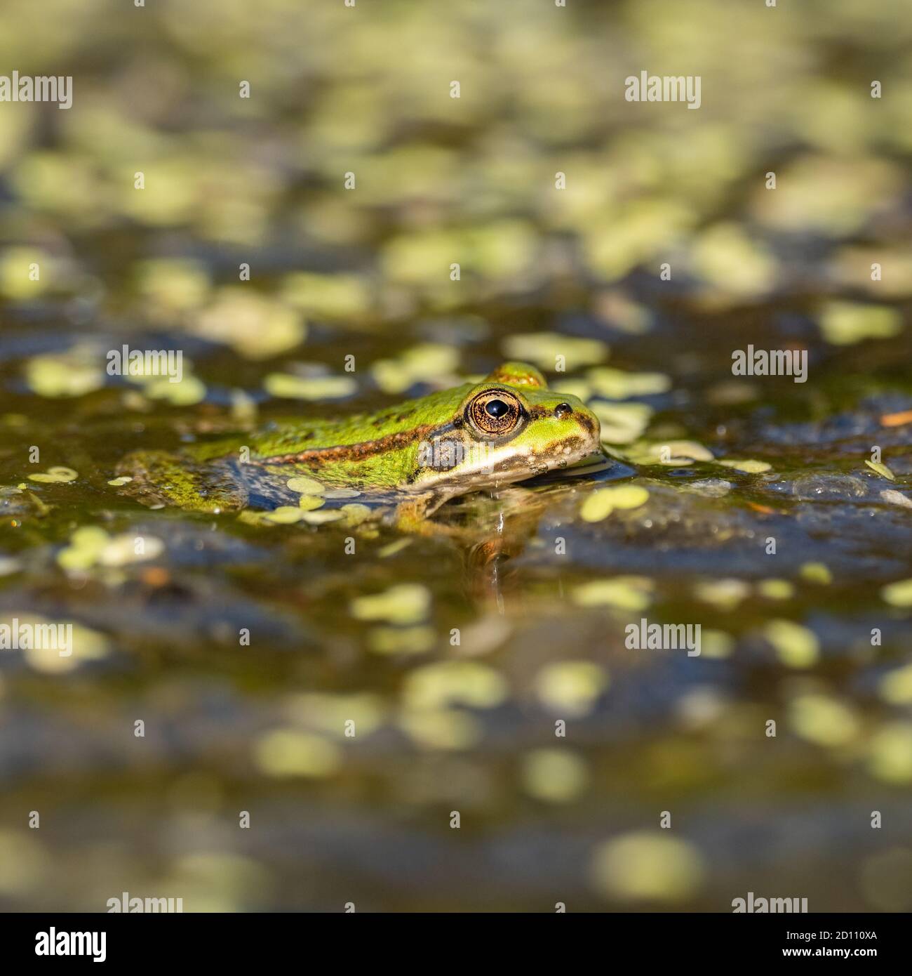 Baby marsh frog hi-res stock photography and images - Alamy