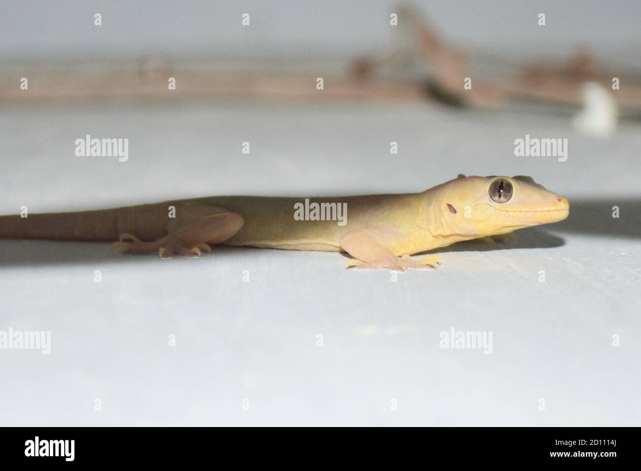 Common House Lizard On Wall, Close Up Animal Reptile Dragon Stock Photo ...