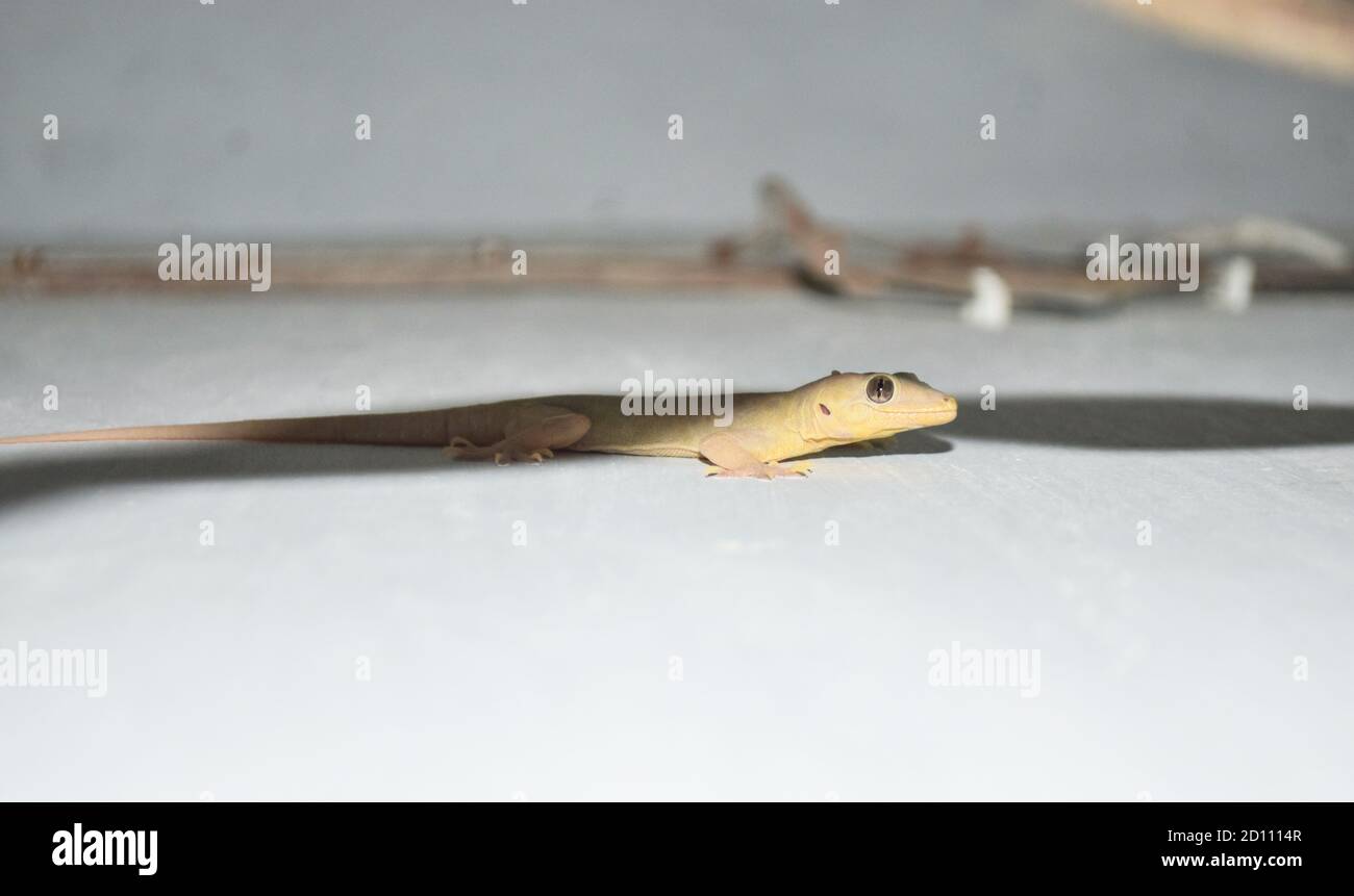 Common House Lizard On Wall, Close Up Animal Reptile Dragon Stock Photo ...