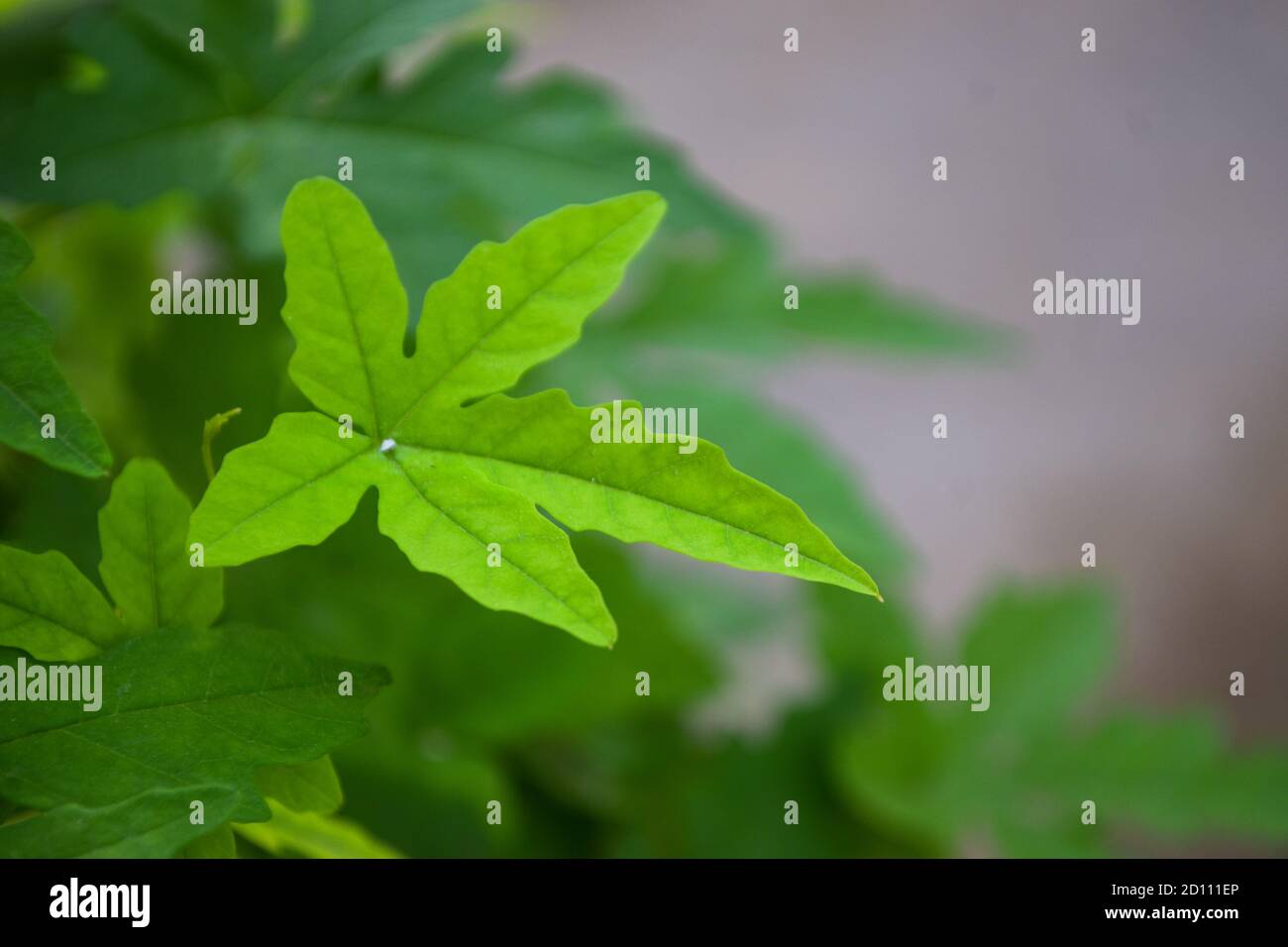 Green plant leaf close up in garden. Nature flora background wallpaper ...