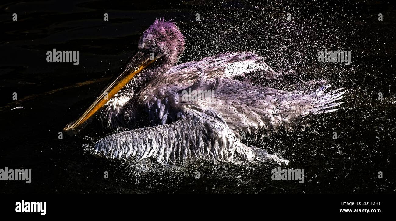 Closeup of a pelican bird flapping its wings and splashing water Stock ...