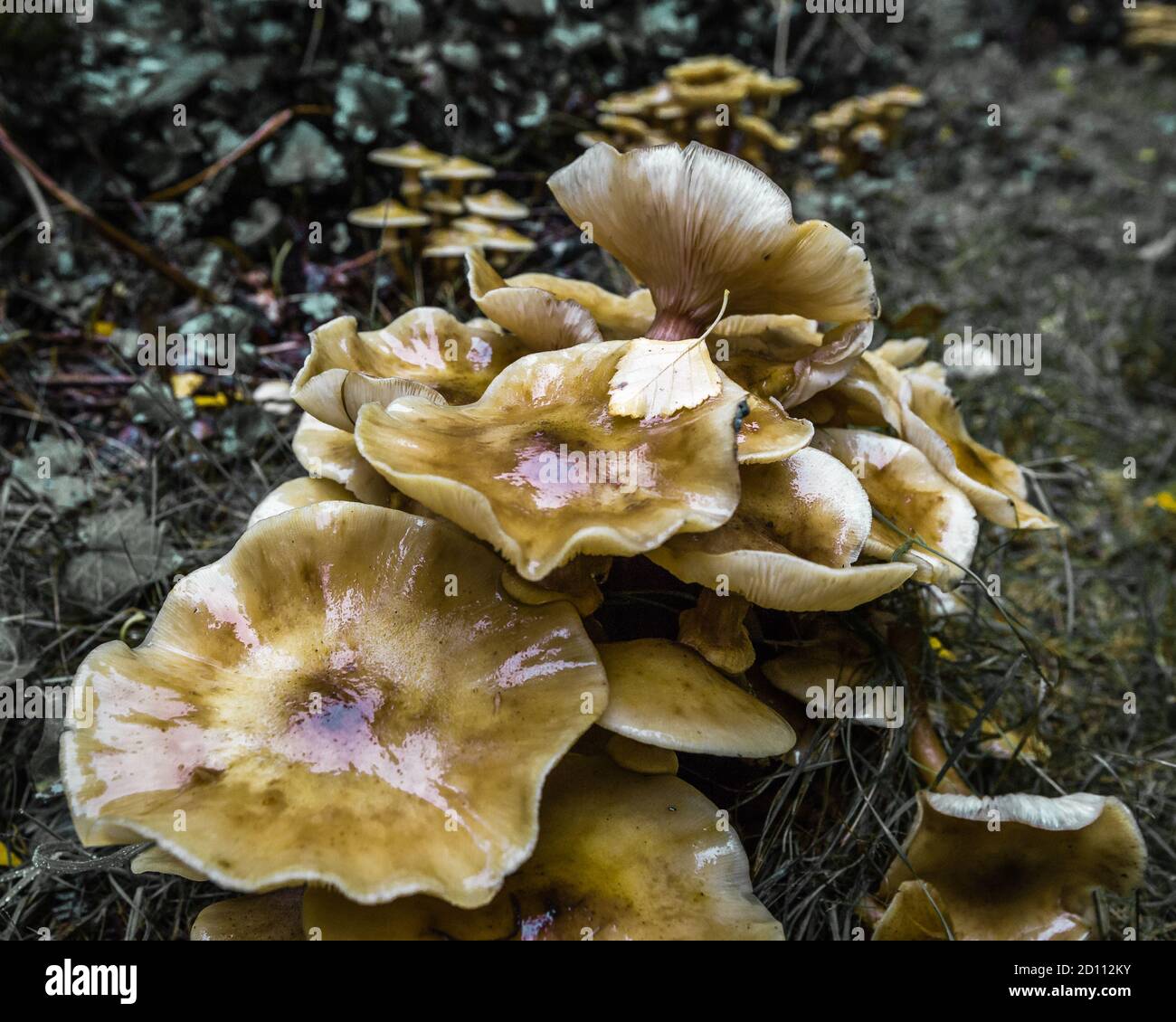 Psilocybin mushroom art hi-res stock photography and images - Alamy