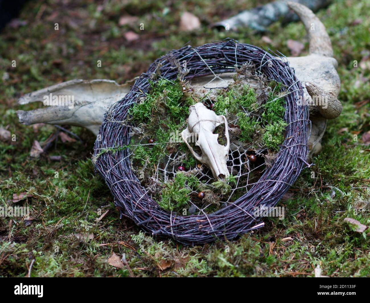 A small skull of an animal on a wreath of branches and moss. Pagan ...