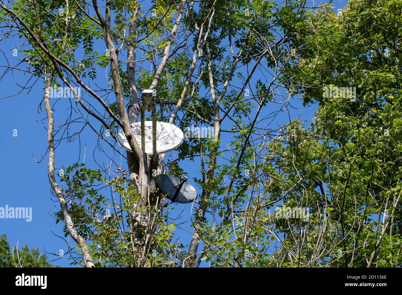 Satellite dish dishes in large tree - UK Stock Photo - Alamy