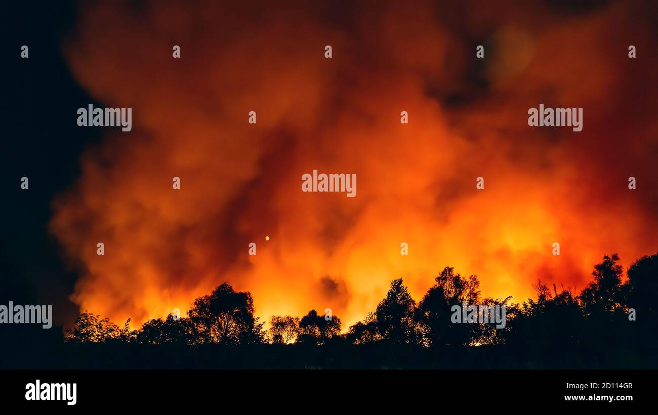 Forest fire at night, wildfire after dry summer season, burning nature ...