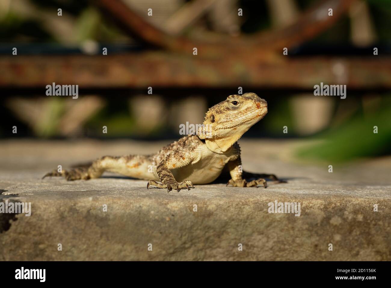 Starred Agama - Stellagama stellio also Lacerta stellio or Laudakia ...