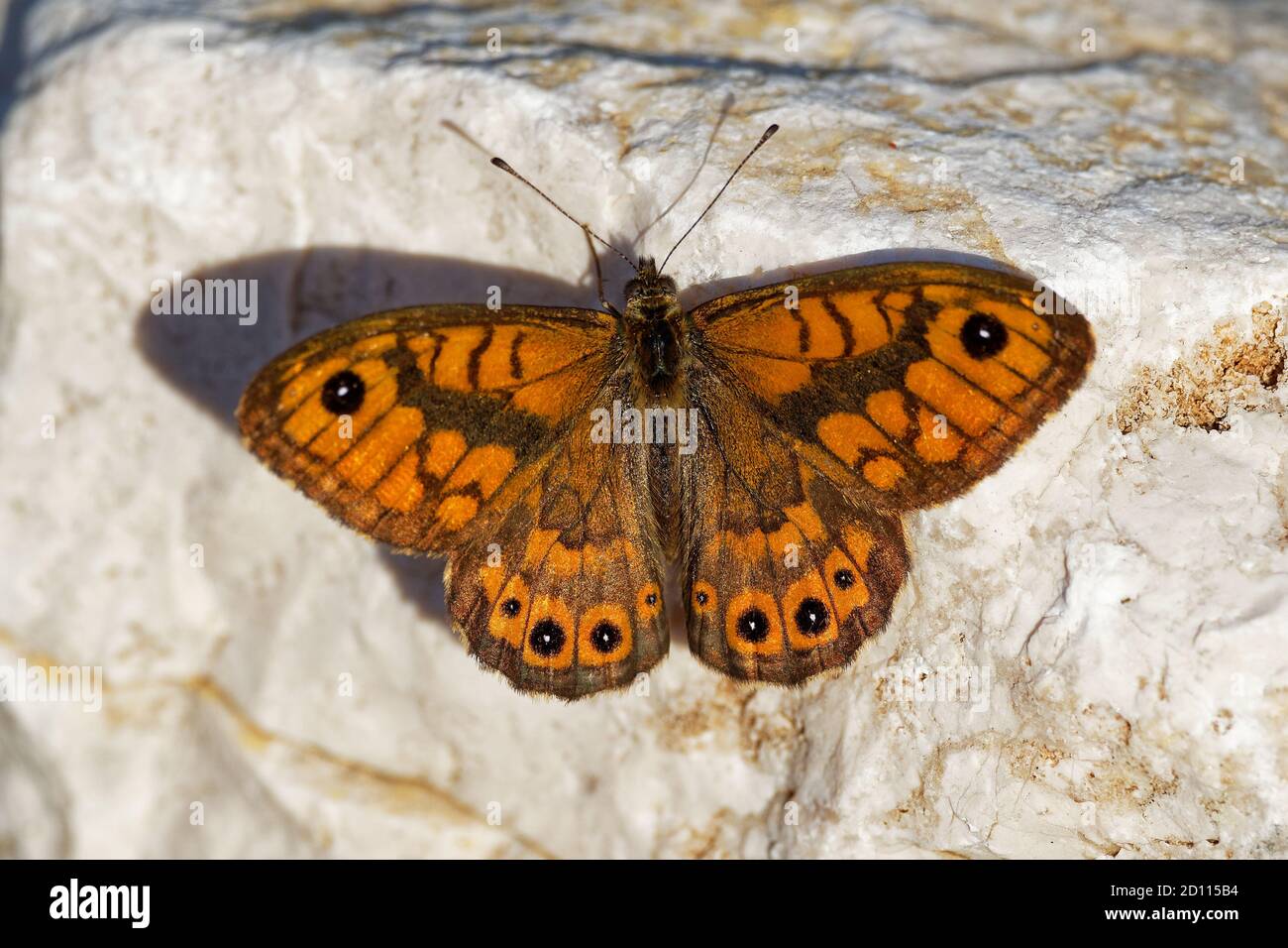 Satyrinae butterfly hi-res stock photography and images - Alamy